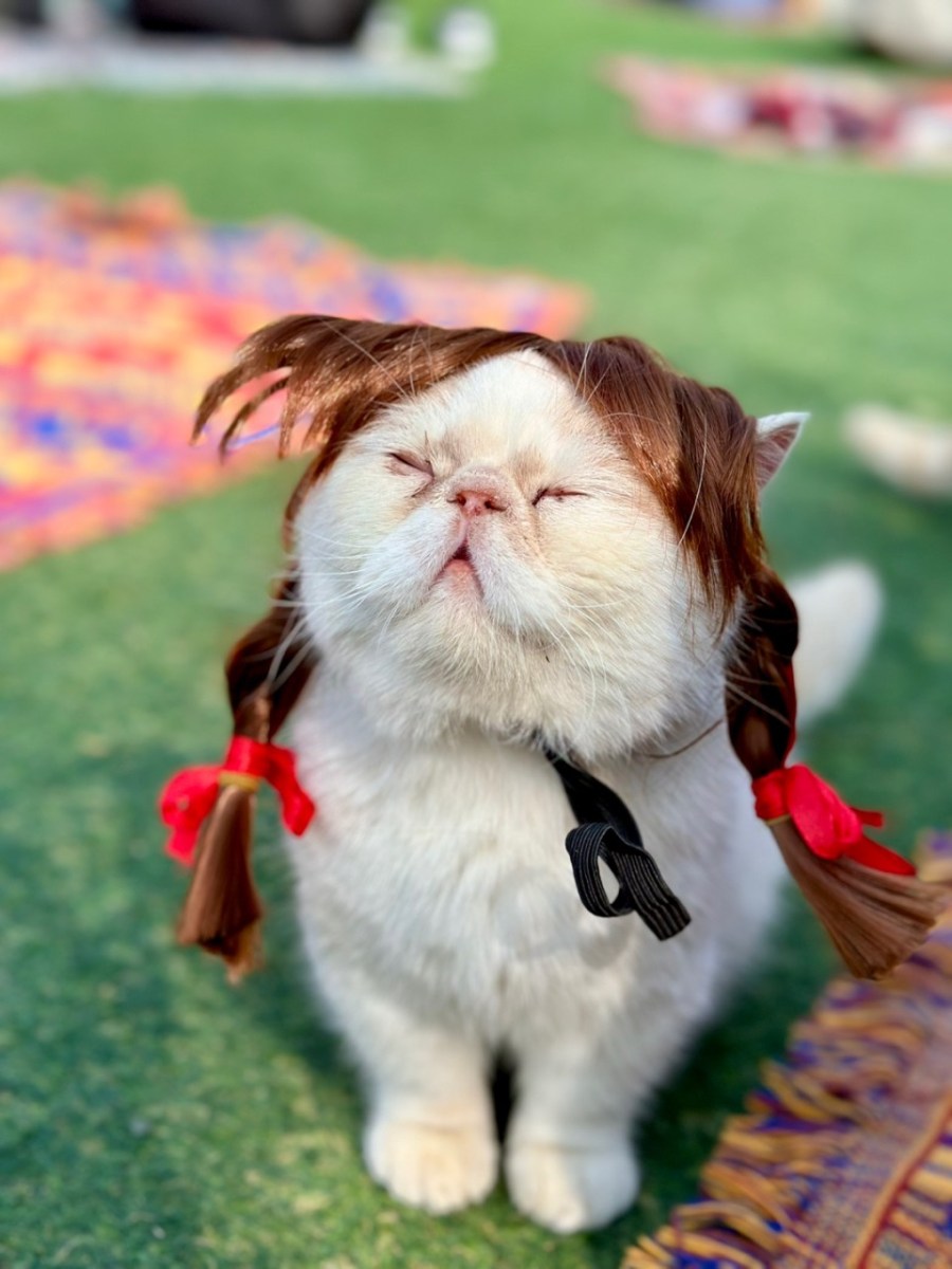 Cat Lovers’ Guide to Korea: 5 Must-Visit Cat Cafes for a Purrfect Day ...