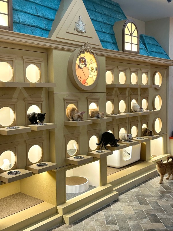 Cat Lovers’ Guide to Korea: 5 Must-Visit Cat Cafes for a Purrfect Day ...